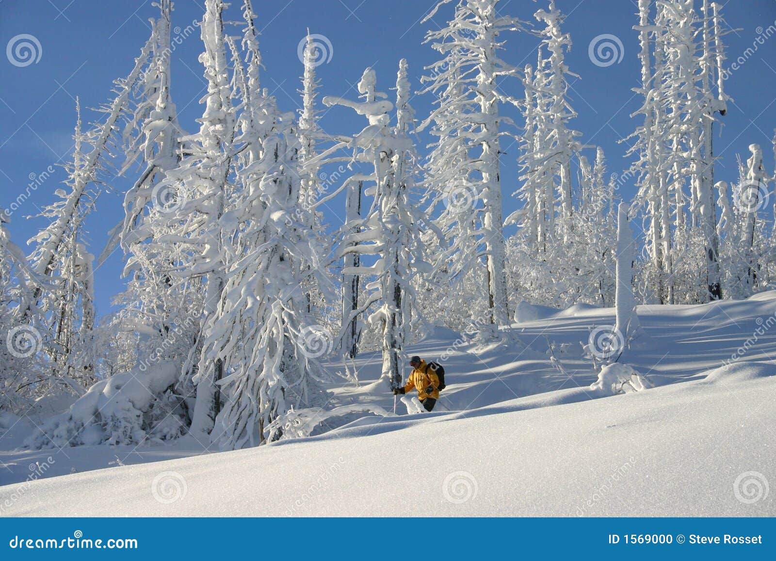Tree Skiing 2 stock photo. Image of helicopter, high, adventure - 1569000