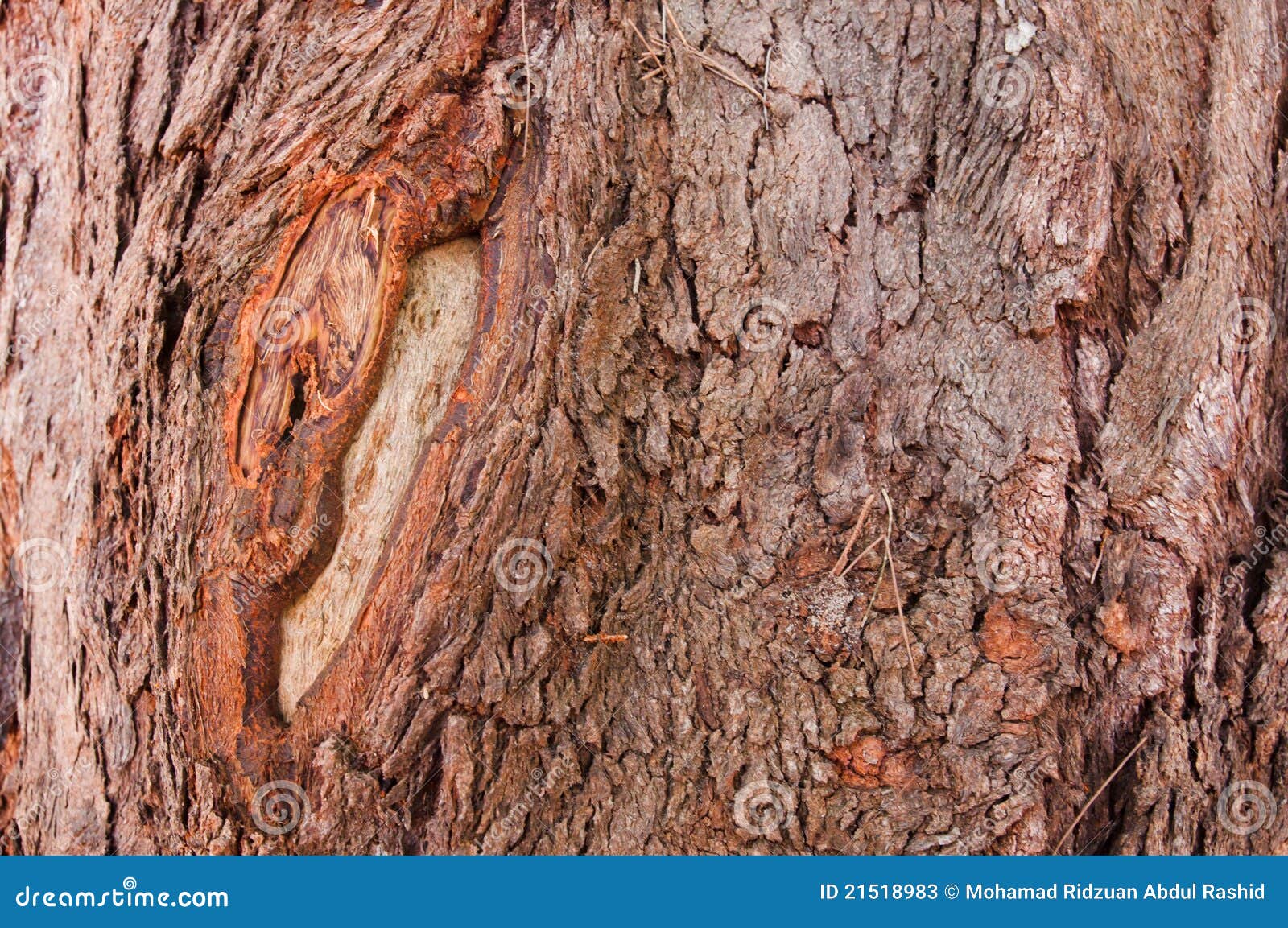 Tree Skin stock image. Image of crack, abstract, texture - 21518983