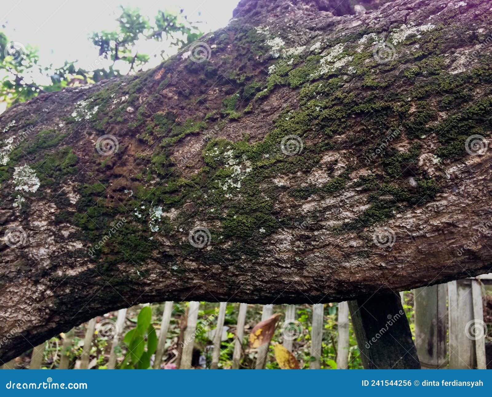 Tree stock photo. Image of mosa, home, skin, green, tree - 241544256