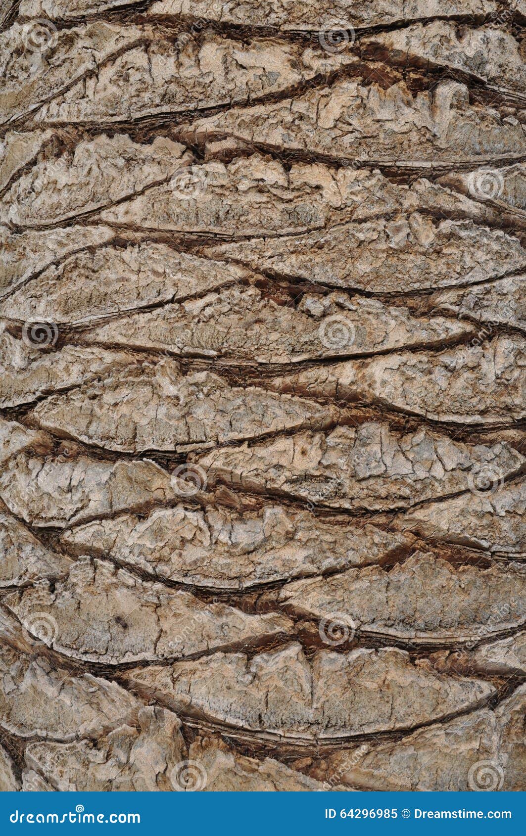 Tree Skin with a Abstract Pattern Stock Image - Image of embrace ...