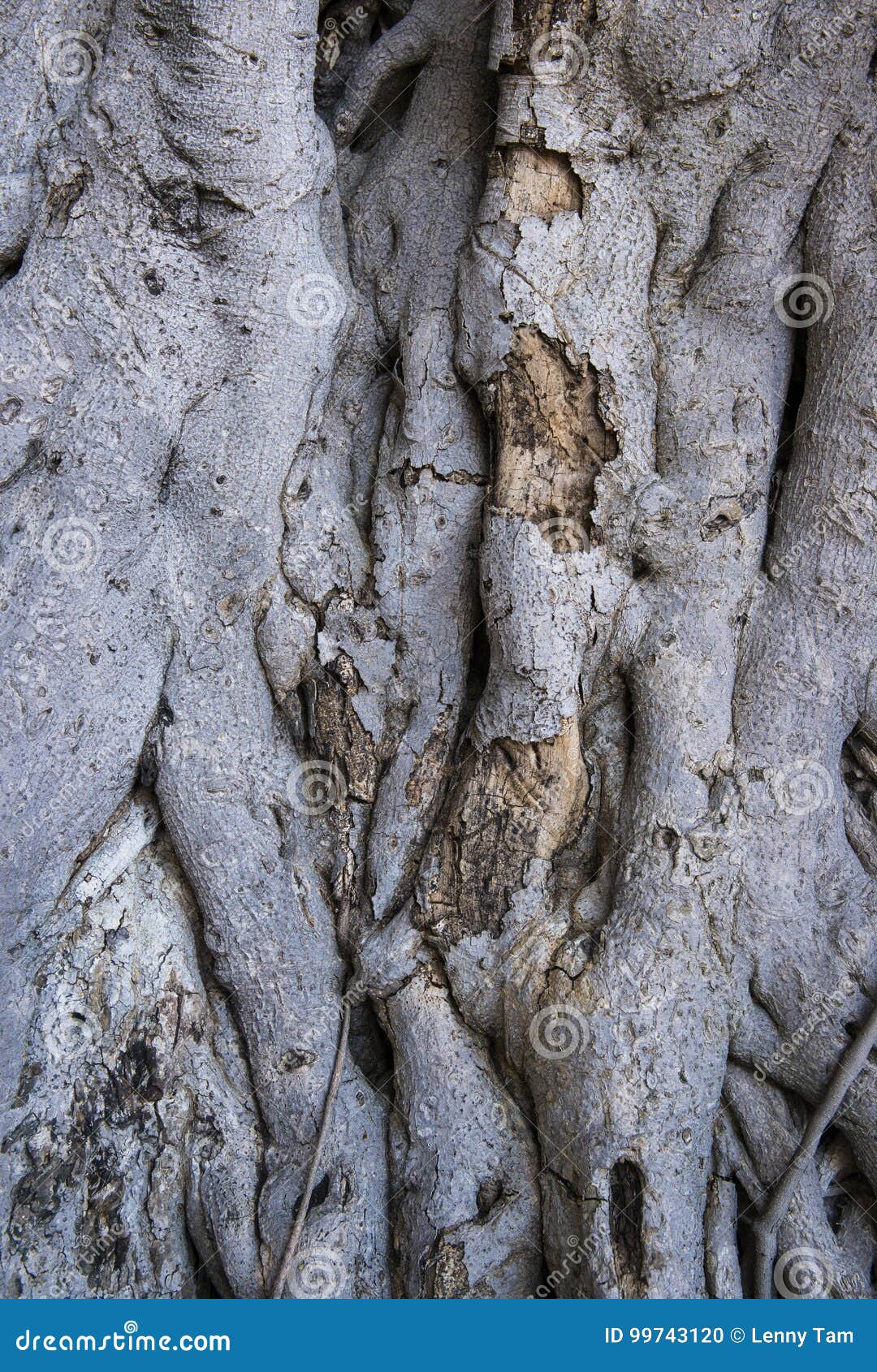 Tree skin background stock photo. Image of grass, bark - 99743120