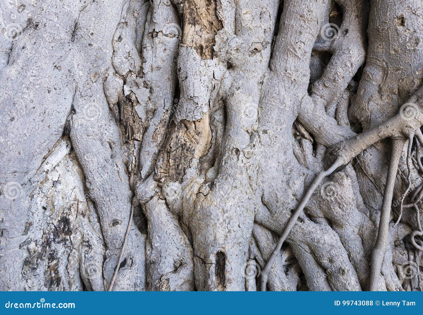 Tree skin background stock photo. Image of structure - 99743088