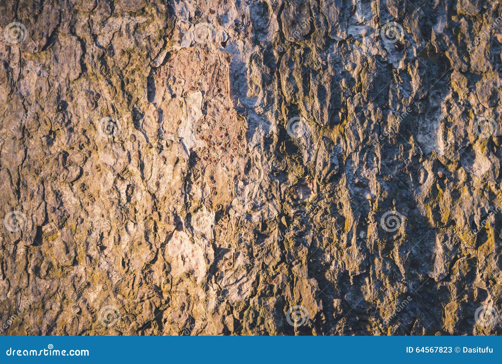 Tree skin background stock image. Image of skin, background - 64567823