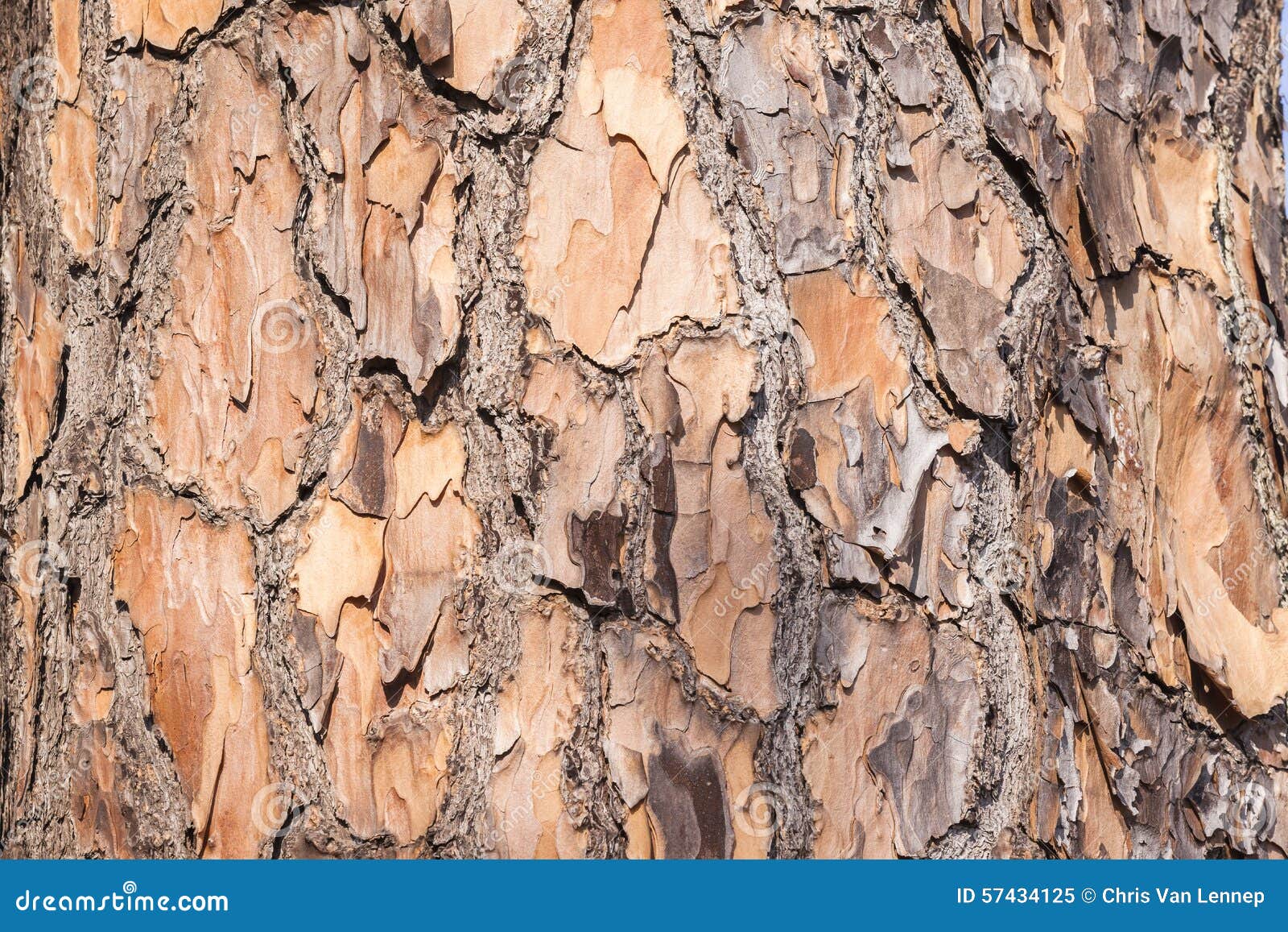 Tree Skin Bark Detail stock image. Image of rough, color - 57434125