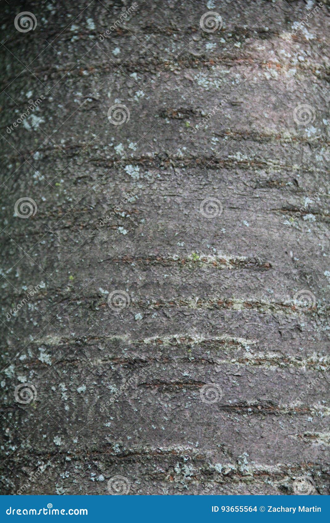 Tree Skin stock photo. Image of twigs, trees, bark, vegetation - 93655564