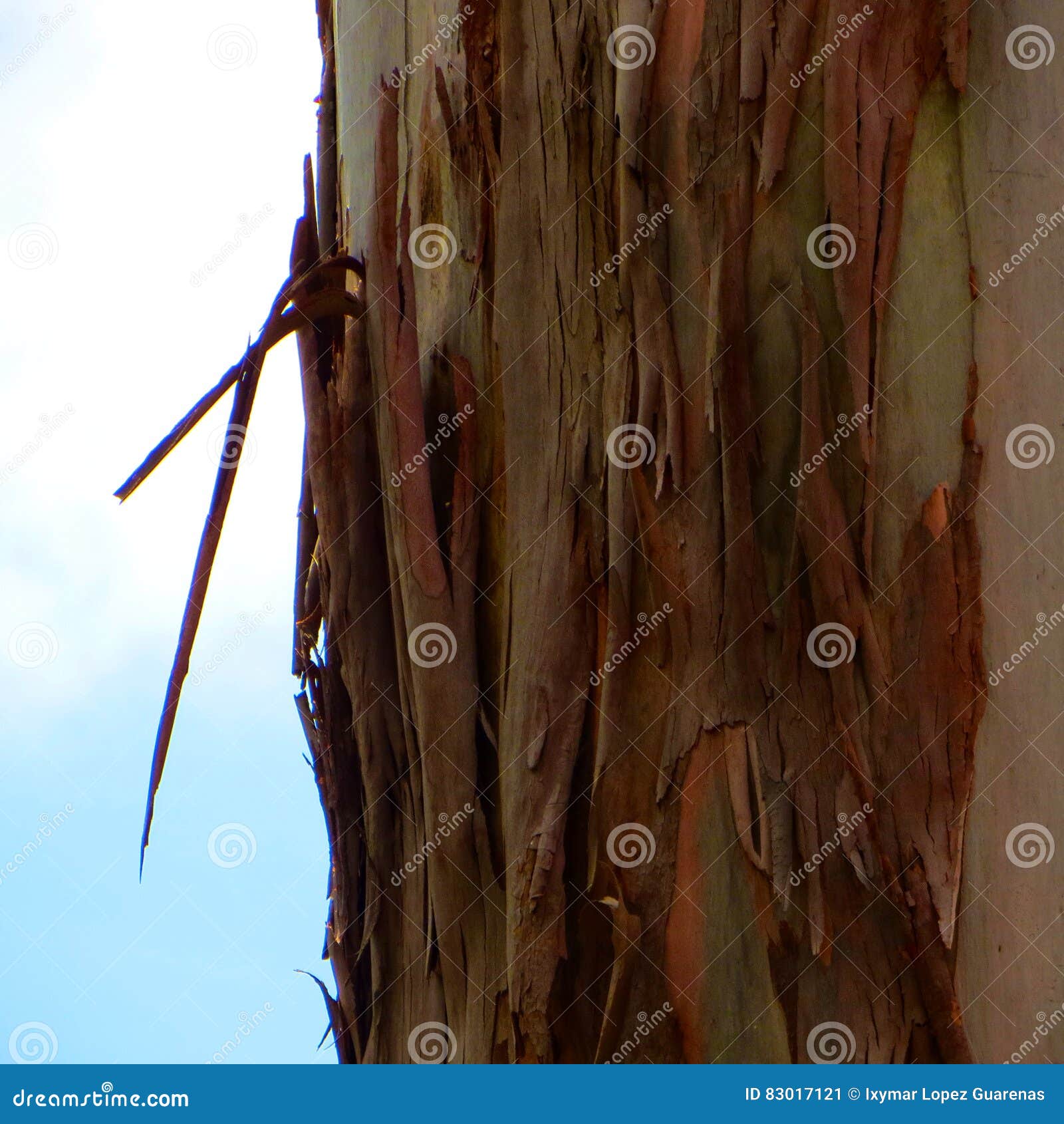 Tree Skin Close-up . Brown Bark Stock Image - Image of branches ...