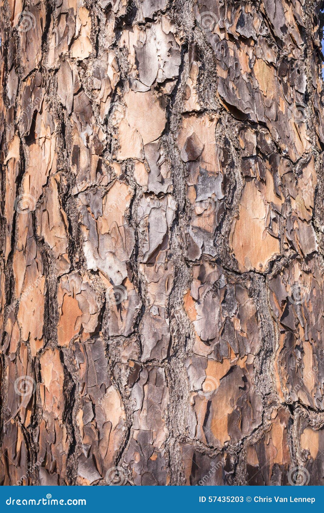 Tree Skin Detail stock image. Image of bark, wood, closeup - 57435203