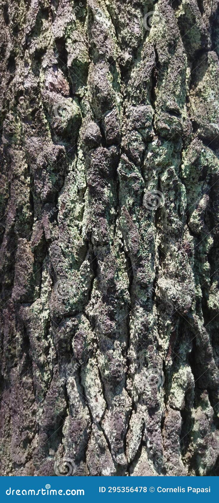 Tree Skin Old Mahogany stock photo. Image of rock, green - 295356478
