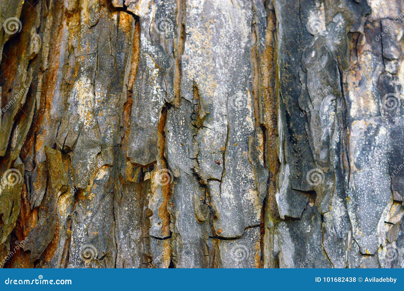 Tree Skin stock photo. Image of texture, high, wallpaper - 101682438