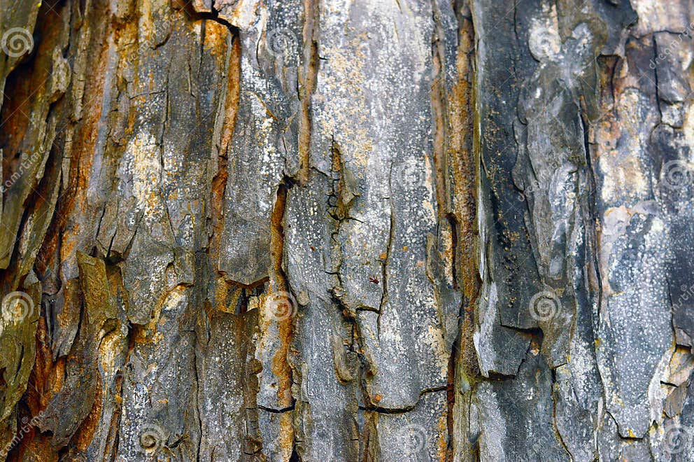 Tree Skin stock photo. Image of texture, high, wallpaper - 101682438