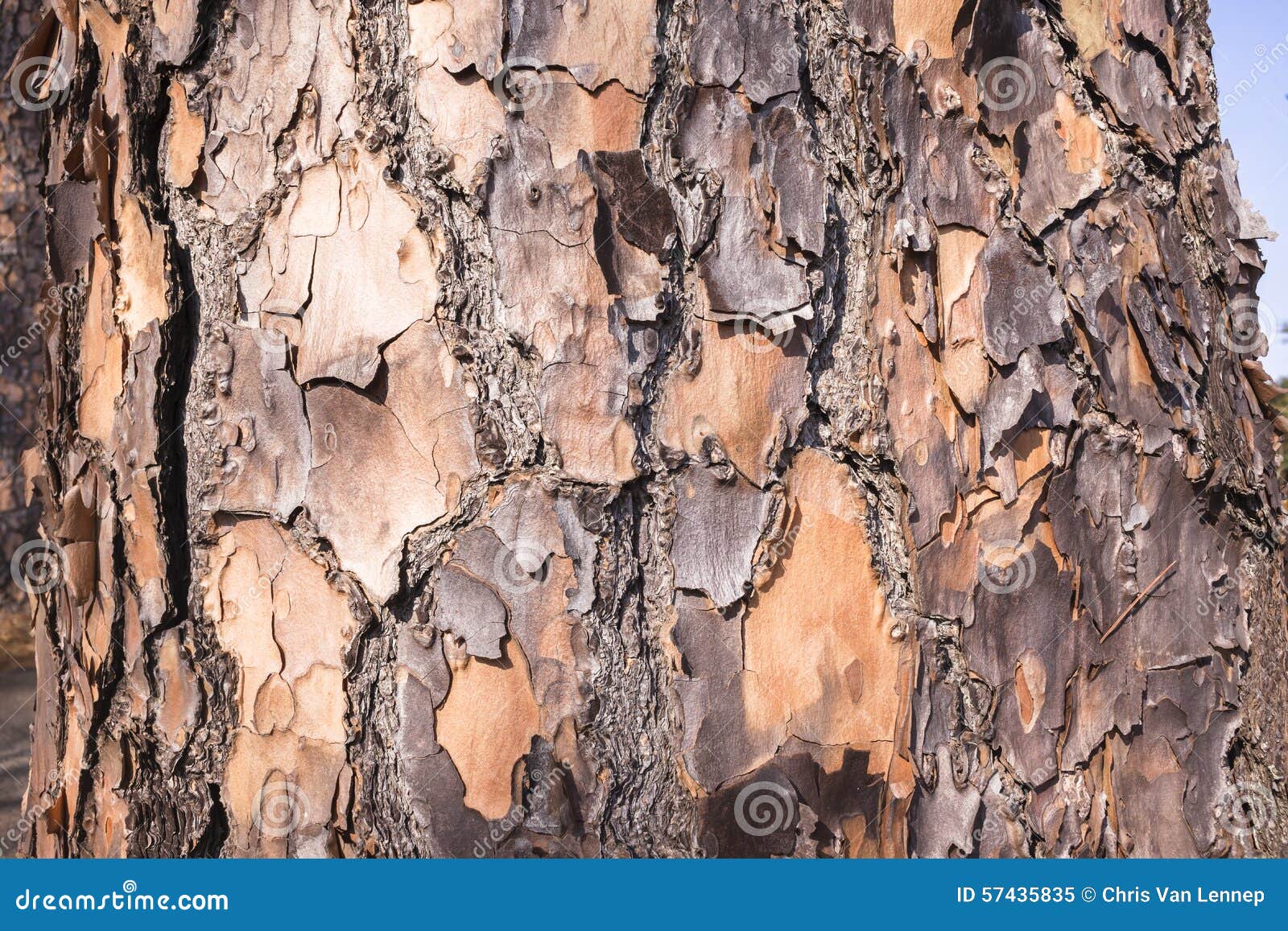 Tree Skin Rough Detail stock image. Image of rough, landscape - 57435835
