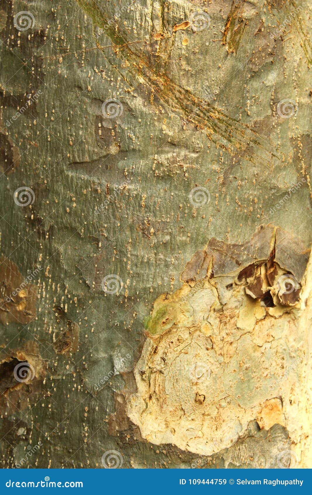 A Tree Skin Stem Texture Background. Stock Image - Image of nature ...