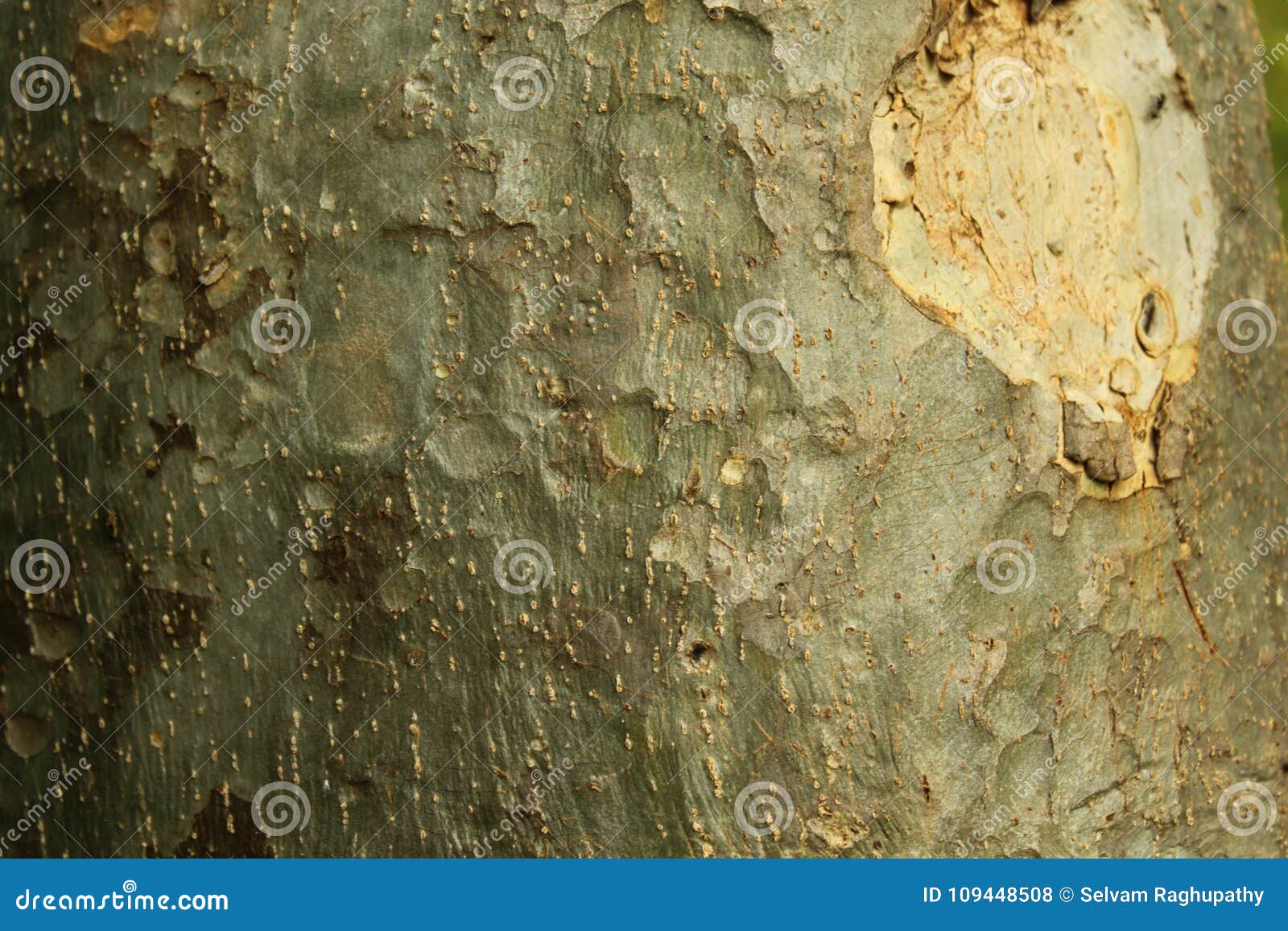 A Tree Skin Stem Texture Background. Stock Photo | CartoonDealer.com ...