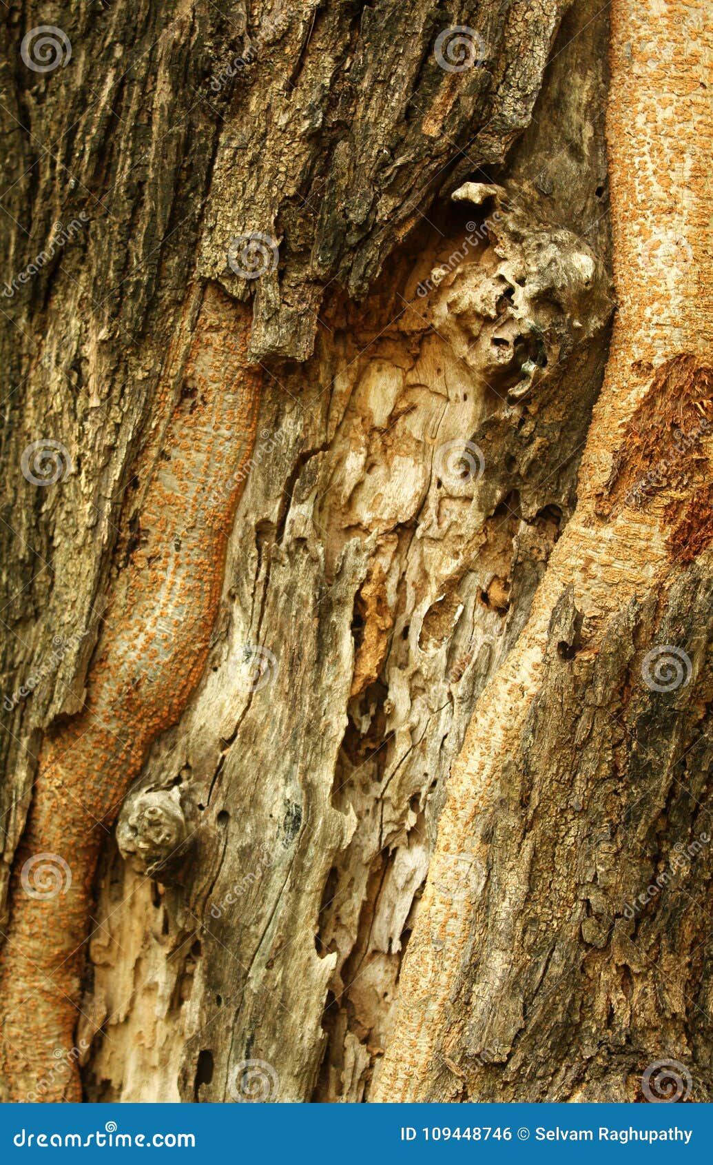 A Tree Skin Stem Texture Background. Stock Photo | CartoonDealer.com ...