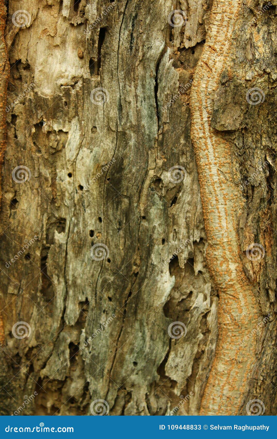 A Tree Skin Stem Texture Background. Stock Photo | CartoonDealer.com ...