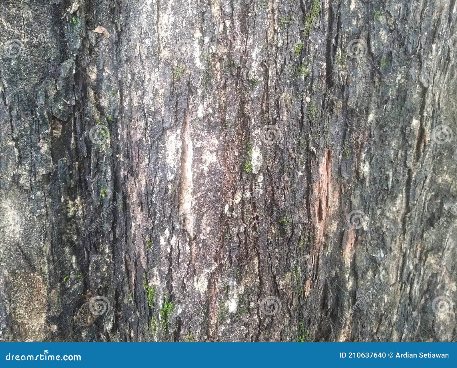 Tree skin texture stock photo. Image of rock, forest - 210637640