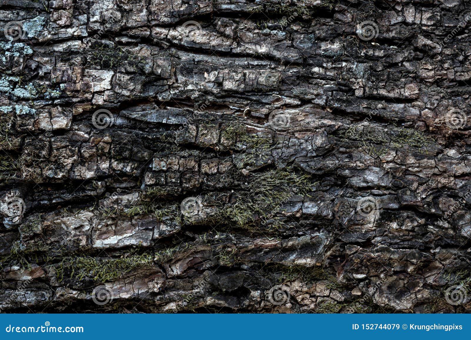 Tree Skin Texture Background Stock Image - Image of black, forestry ...