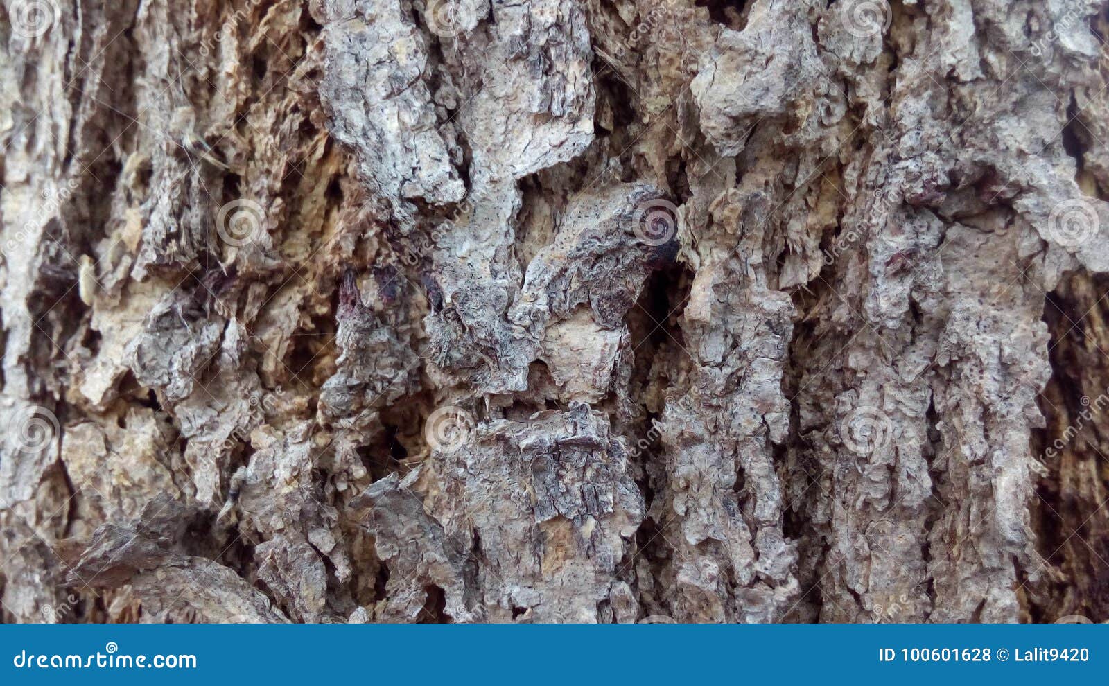 Tree skin stock photo. Image of background, rock, bark - 100601628
