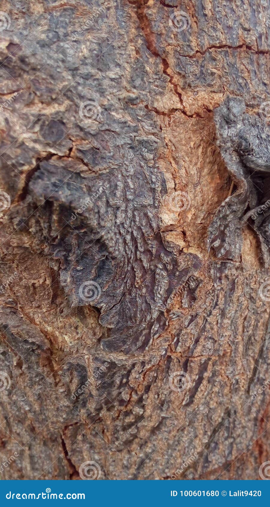 Tree skin stock photo. Image of bedrock, wood, rock - 100601680