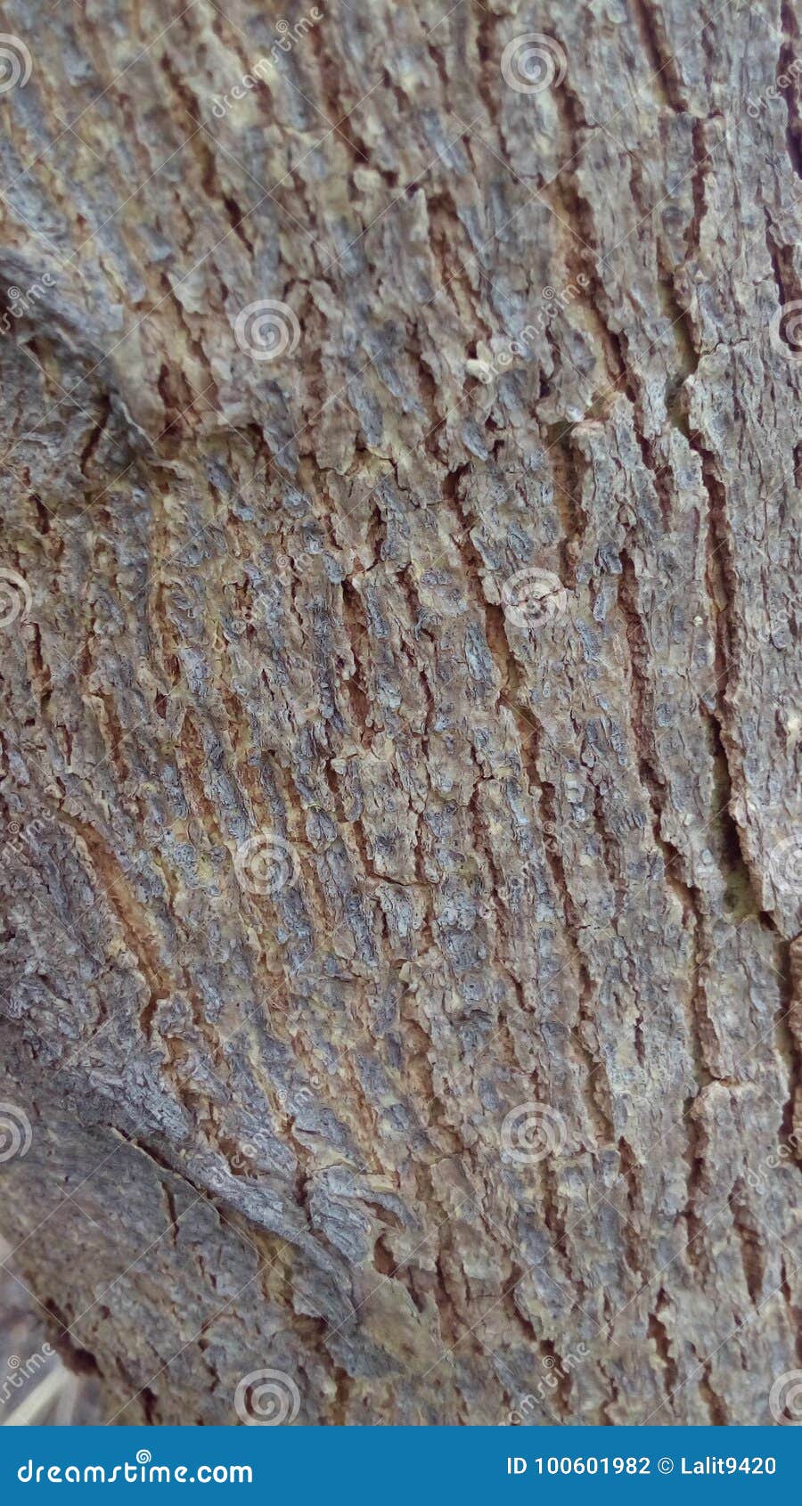 Tree skin stock photo. Image of trunk, outcrop, rock - 100601982