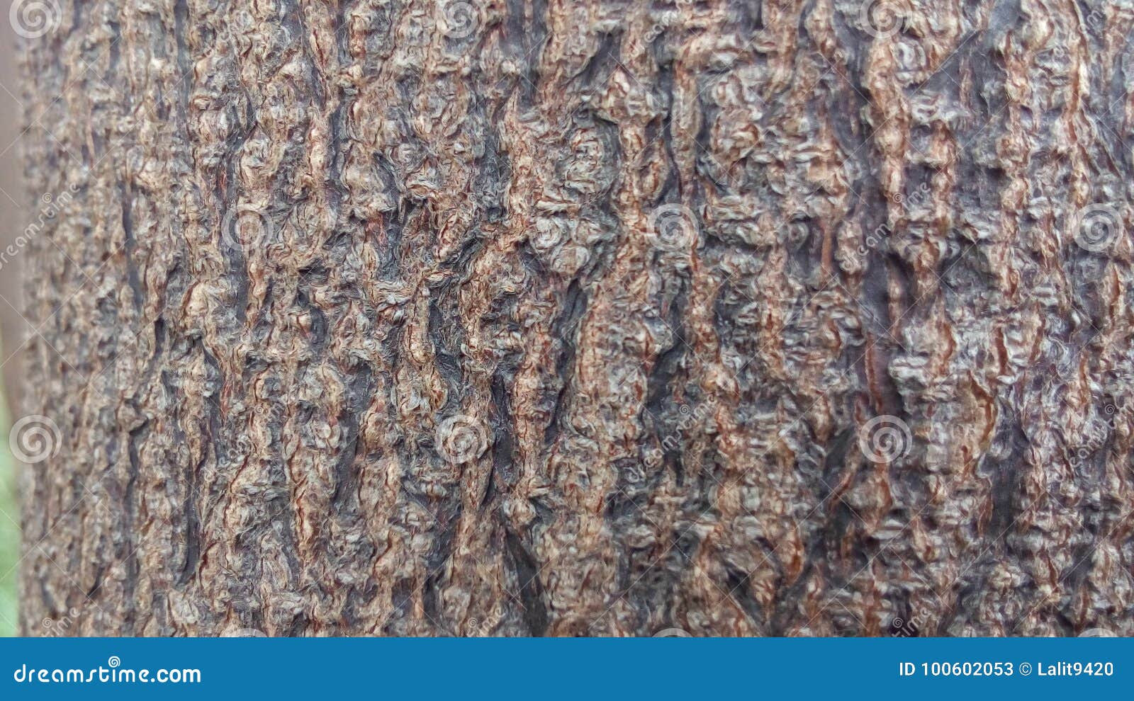 Tree skin stock image. Image of pattern, texture, trunk - 100602053