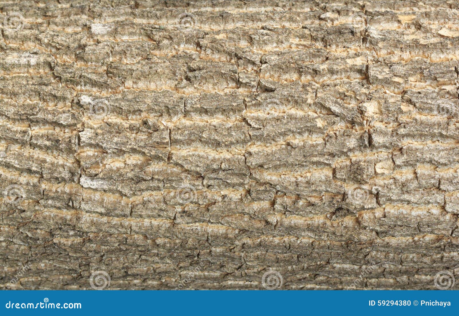 Tree skin texture stock photo. Image of skin, rough, wood - 59294380