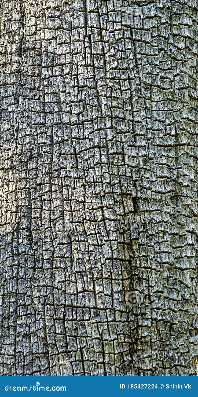 Tree skin texture. stock photo. Image of texture, decoration - 185427224