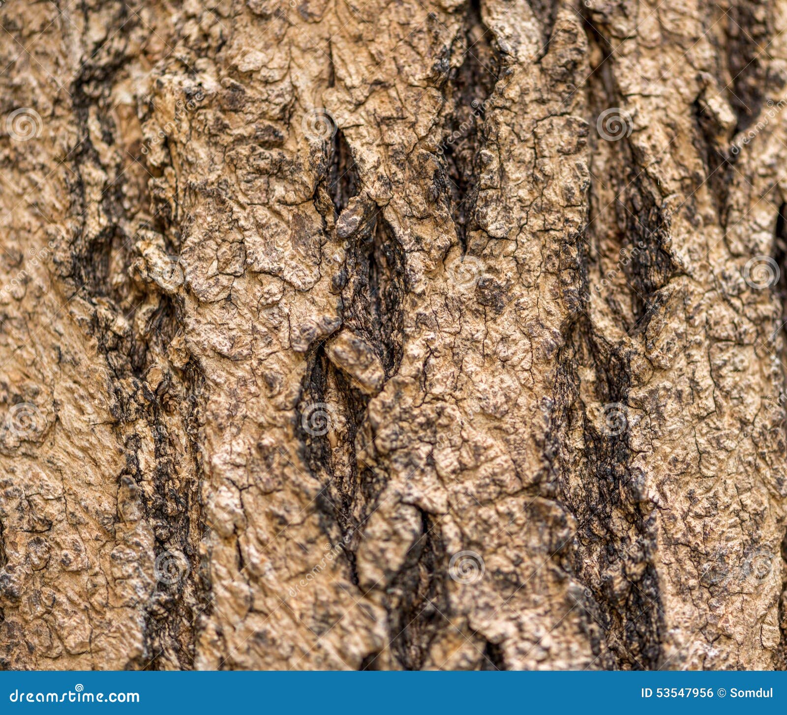 Tree skin stock photo. Image of pattern, tree, close - 53547956