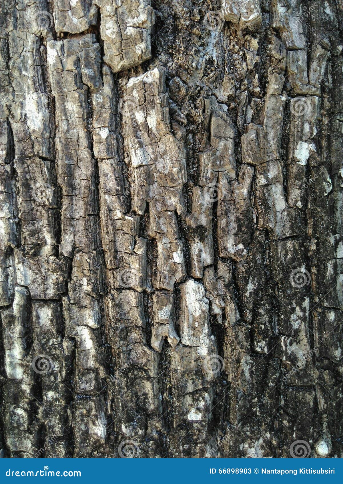 Tree Skin Texture Stock Image | CartoonDealer.com #66898903