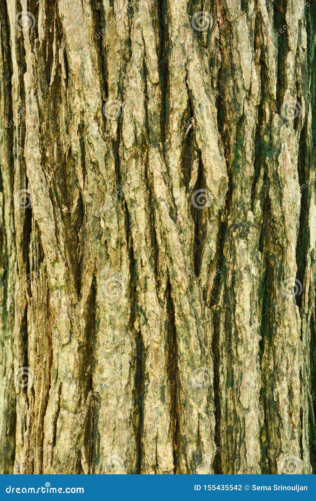 Tree Skin Texture. - Closeup Stock Photo - Image of macro, texture ...