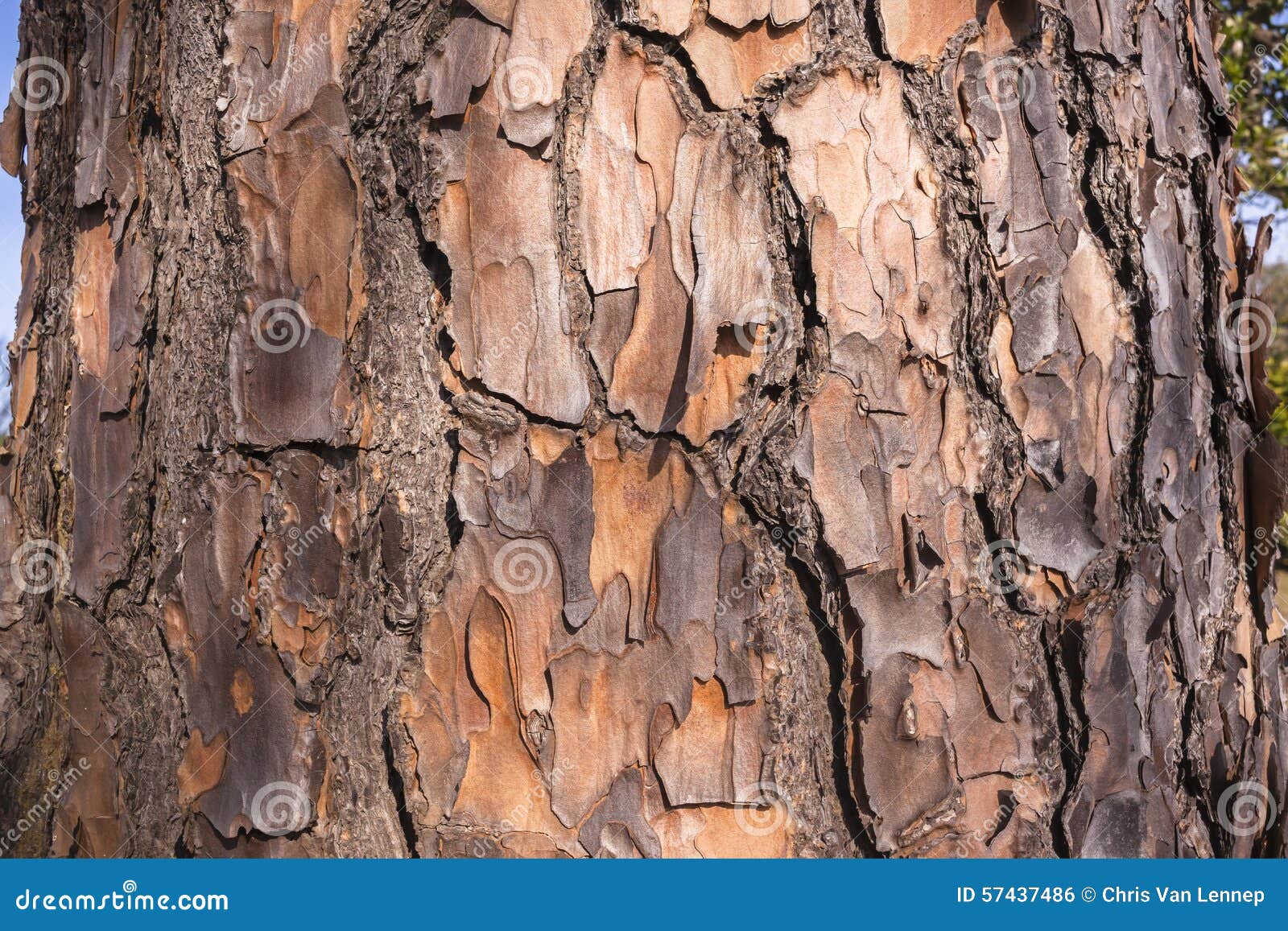 Tree Skin Texture Detail stock photo. Image of color - 57437486