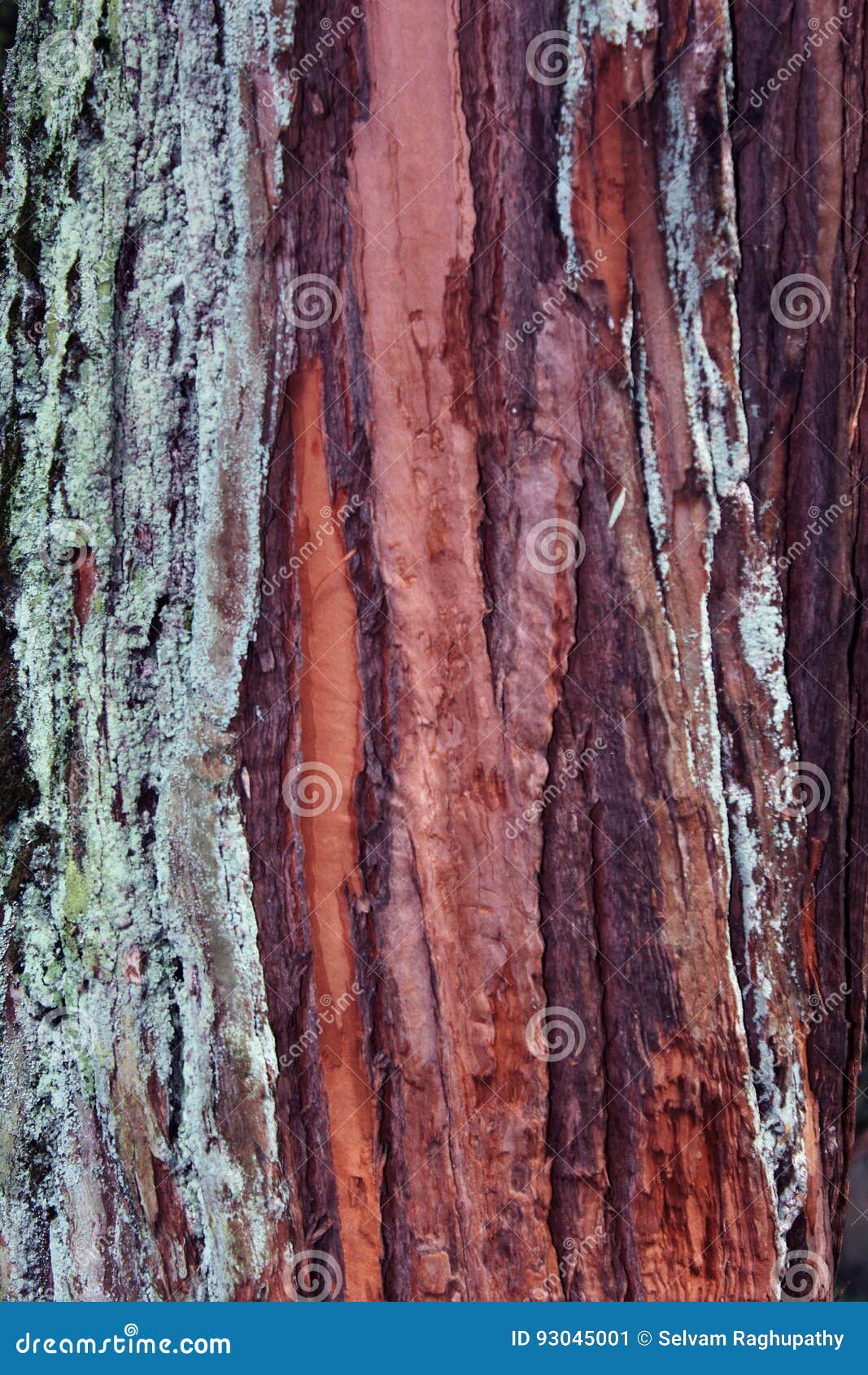 A Tree Skin Stem Texture Background. Stock Photo | CartoonDealer.com ...