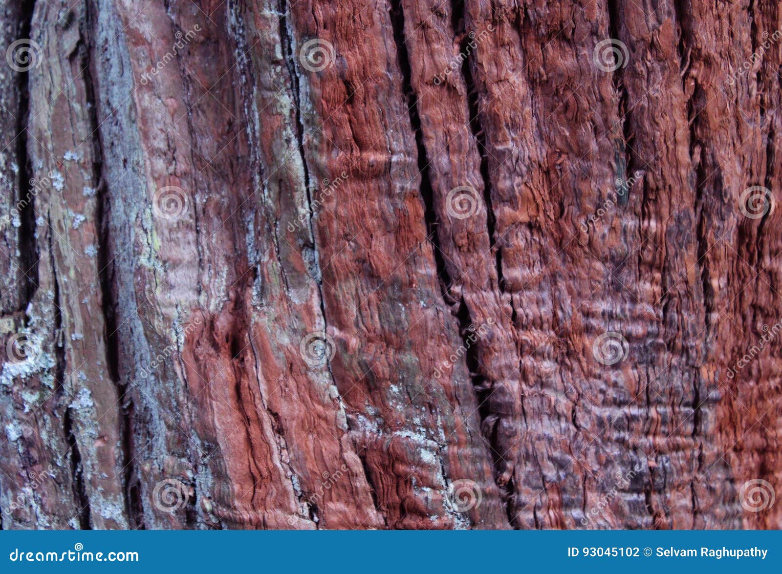 Tree skin texture stock photo. Image of geology, environment - 93045102