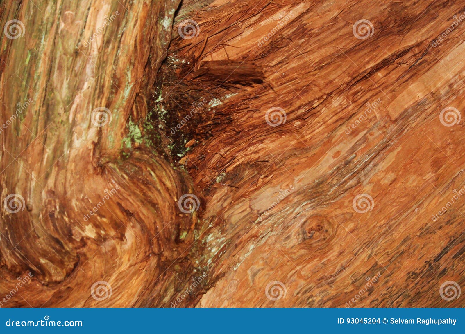 Tree Skin Texture Stock Image | CartoonDealer.com #93045001