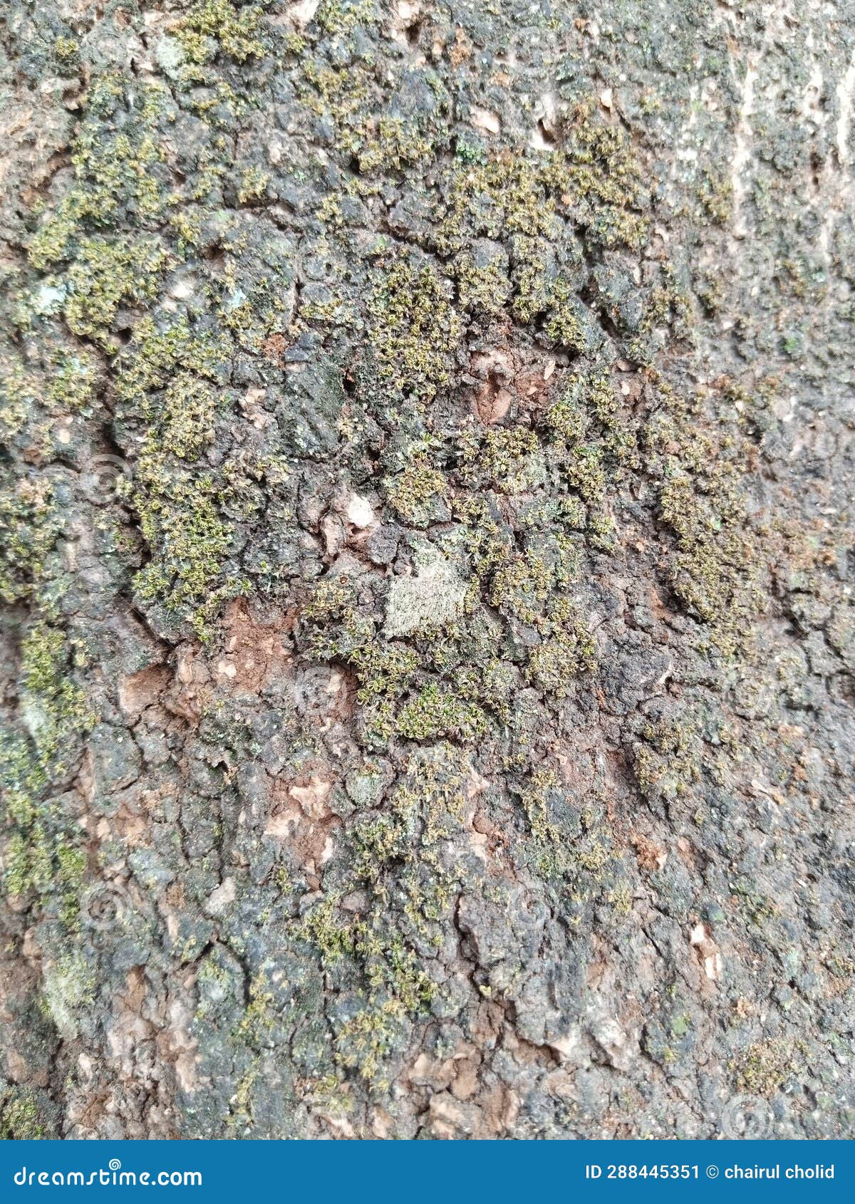 Tree Skin Texture that is Still Alive in the Office Yard Stock Image ...