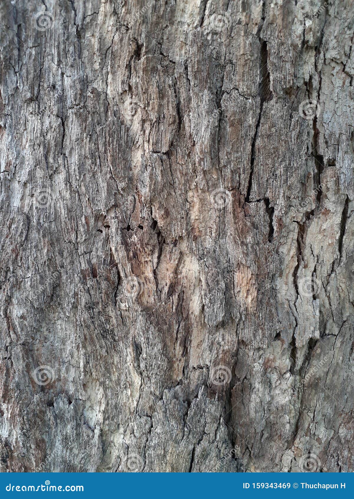 Tree Skin Tree Bark stock image. Image of bark, garden - 159343469