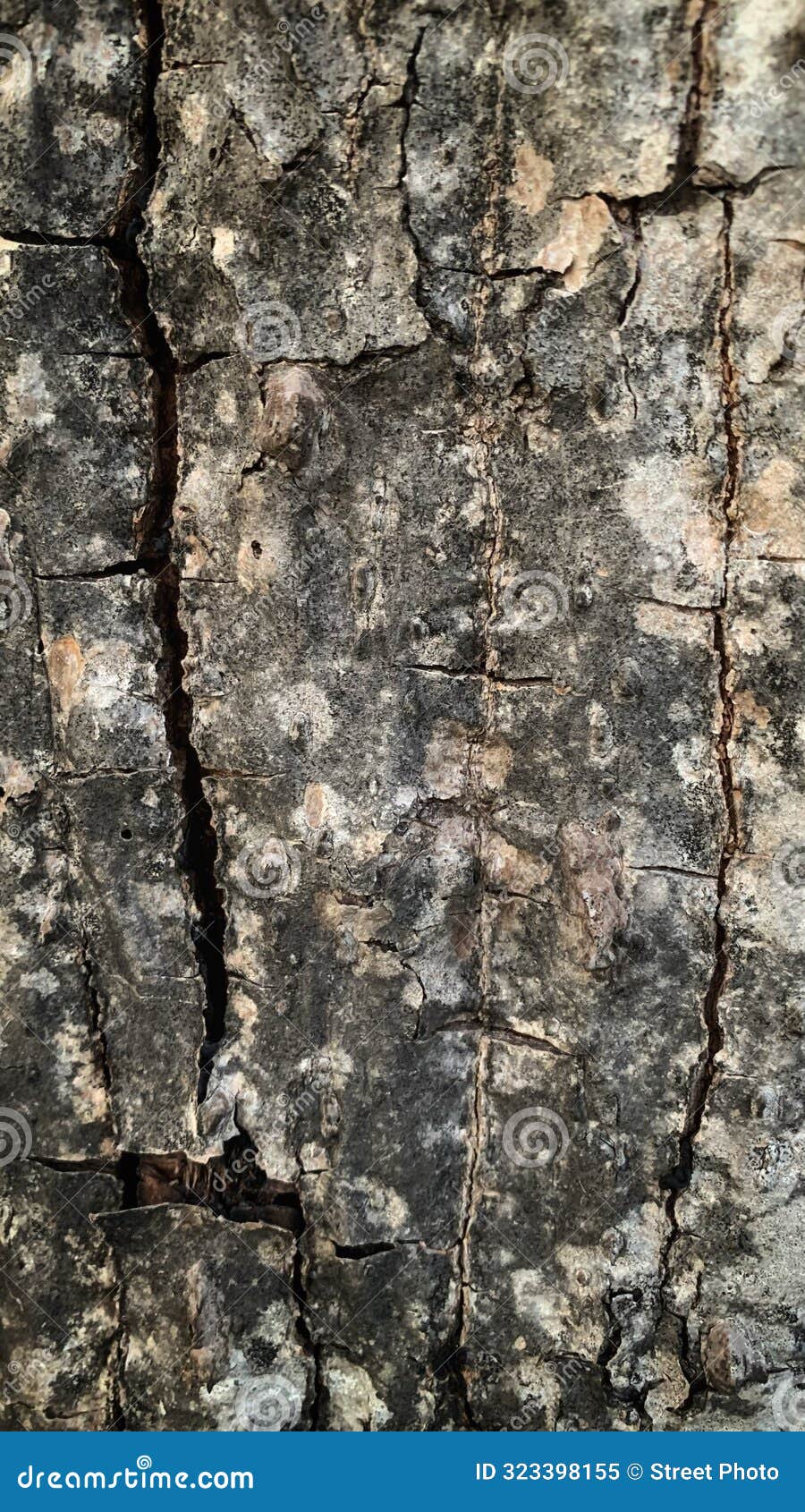 Tree skin stock image. Image of forest, firewood, branch - 323398155