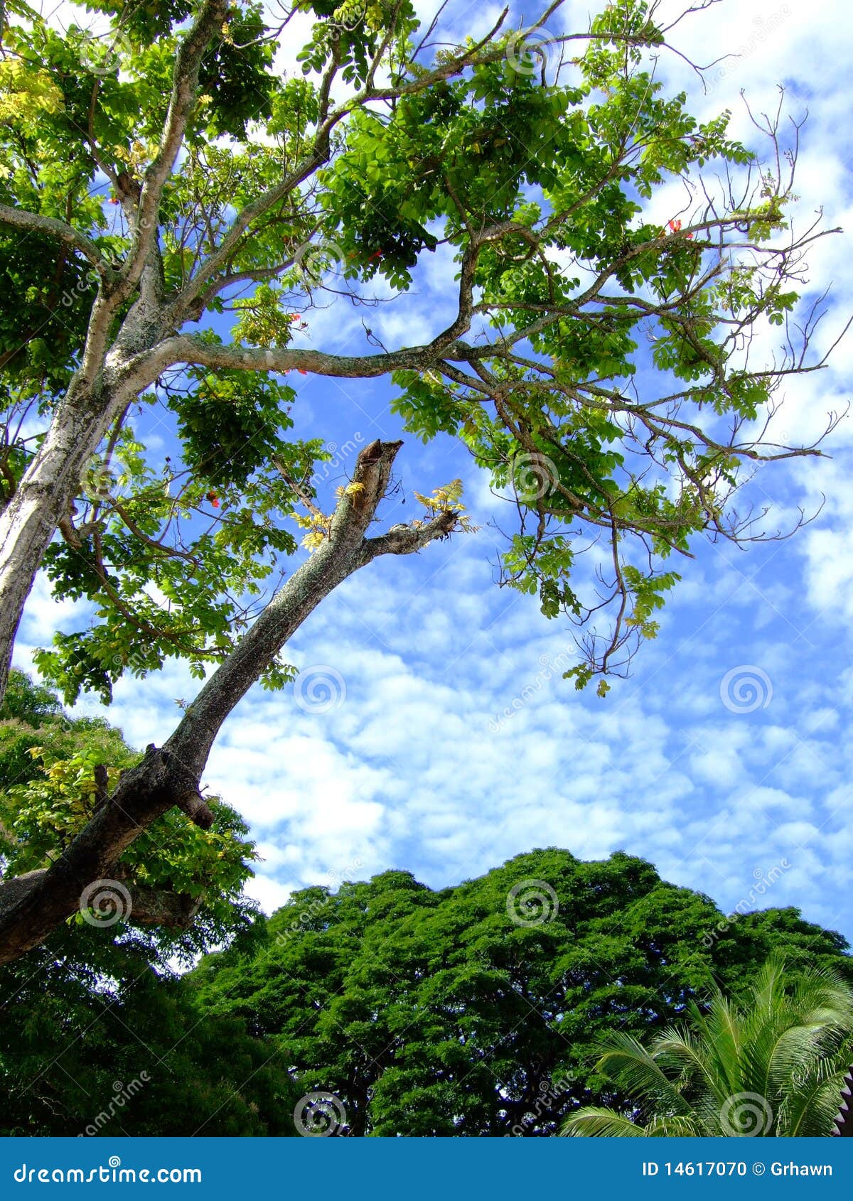 Tree Sky stock photo. Image of vivid, cloud, tree, skies - 14617070