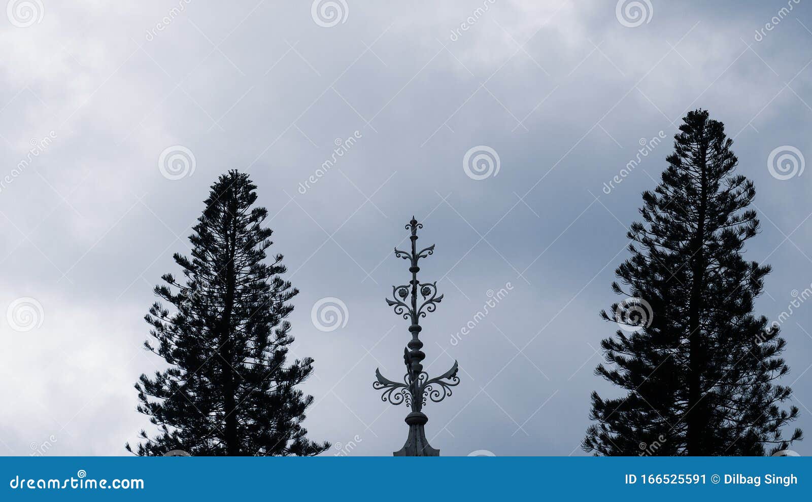 Two tall trees in sky stock image. Image of caribbean - 166525591