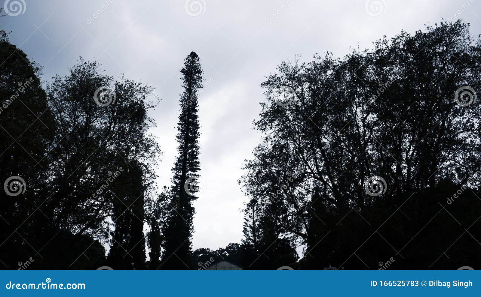 Lots of Full Length Tall Tree in Sky Stock Image - Image of single ...