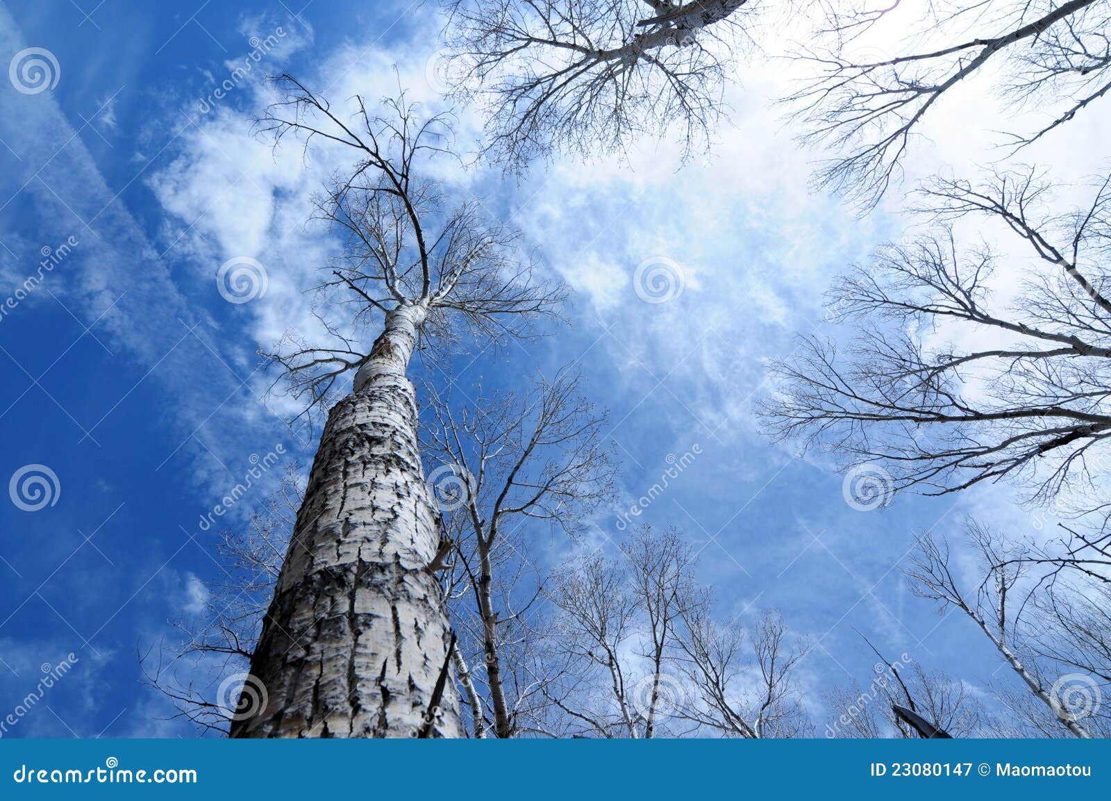 Tree and Sky stock image. Image of mountains, clear, view - 23080147