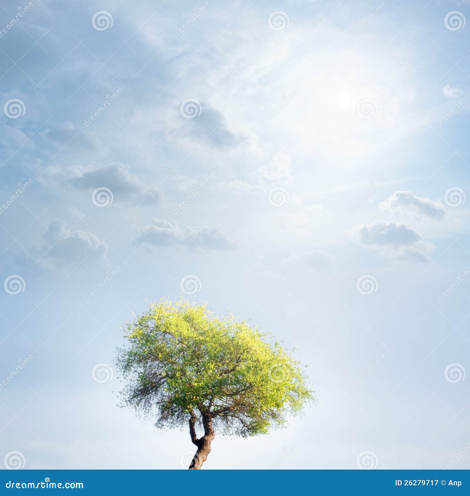Tree and sky stock image. Image of grass, horizon, branch - 26279717