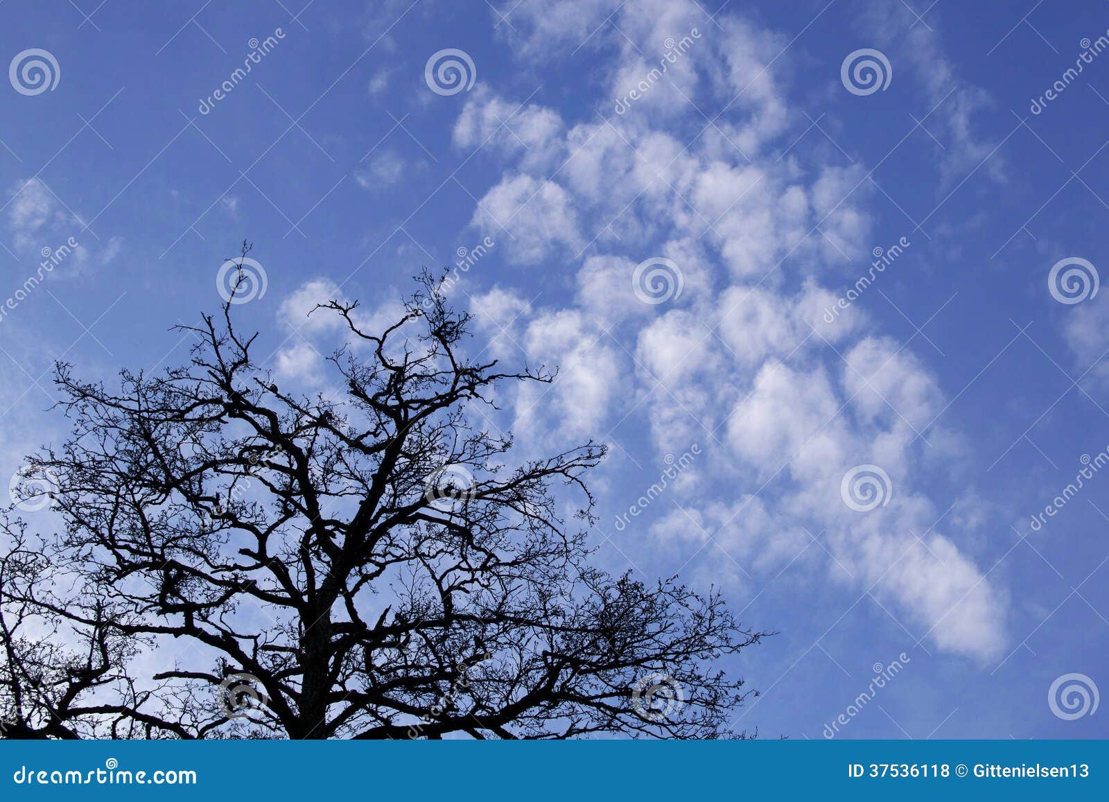 Tree and sky stock photo. Image of autumn, view, environment - 37536118