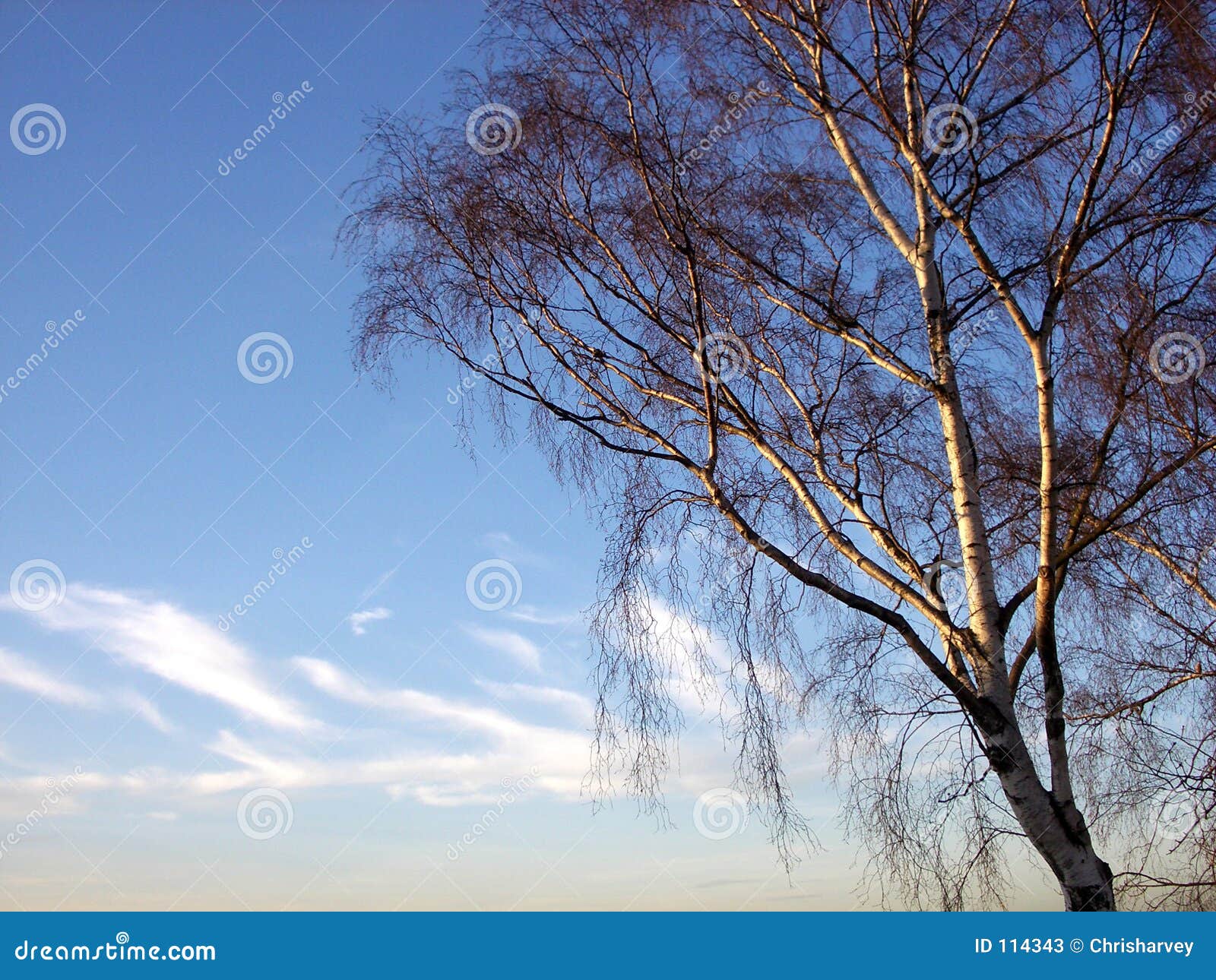 Tree And Sky 4 Picture. Image: 114343