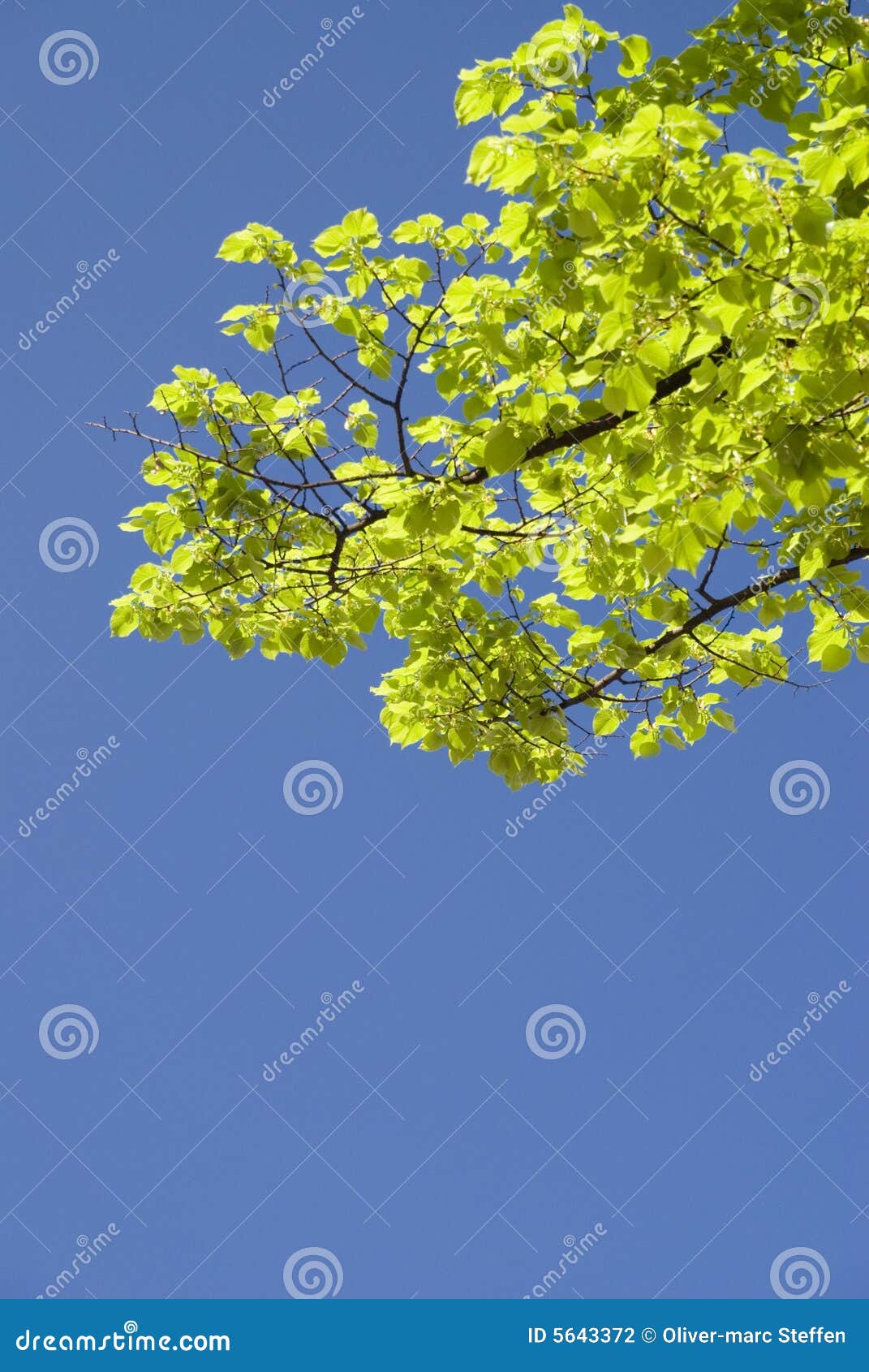Tree in the sky stock photo. Image of leaves, summer, tree - 5643372