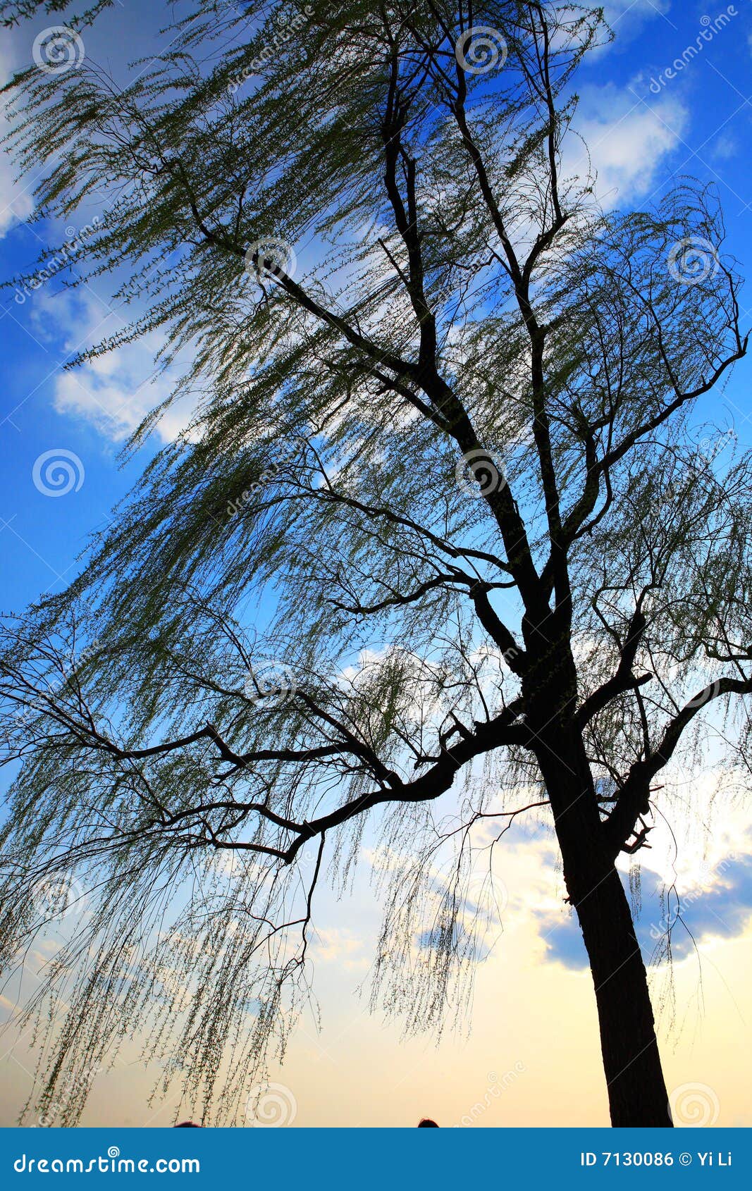 Tree and sky stock photo. Image of nature, white, skies - 7130086