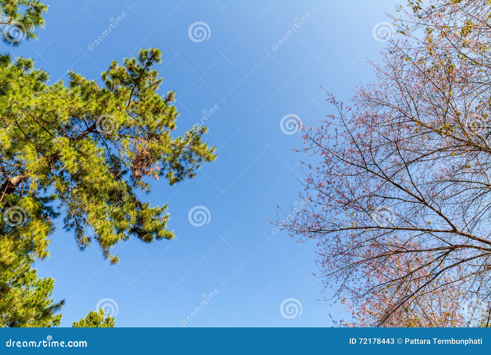 Tree and sky stock image. Image of environment, nature - 72178443