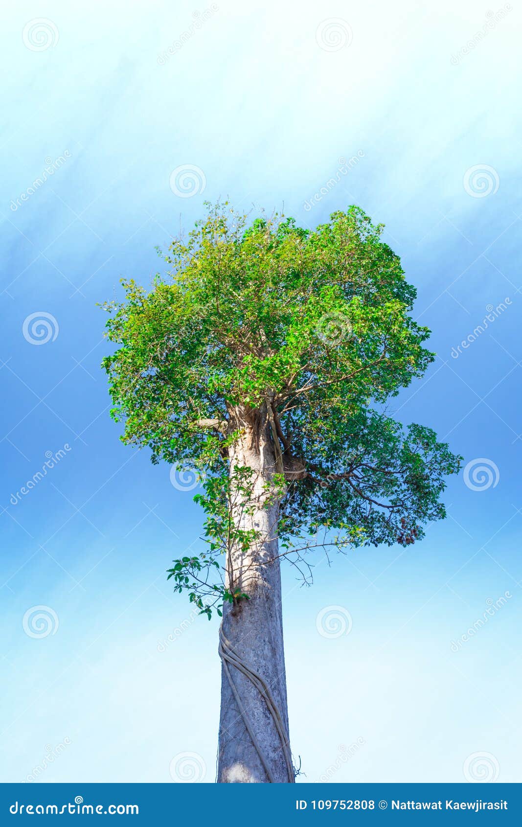 Tree on Sky Background Closeup Detail Nature Stock Photo - Image of ...
