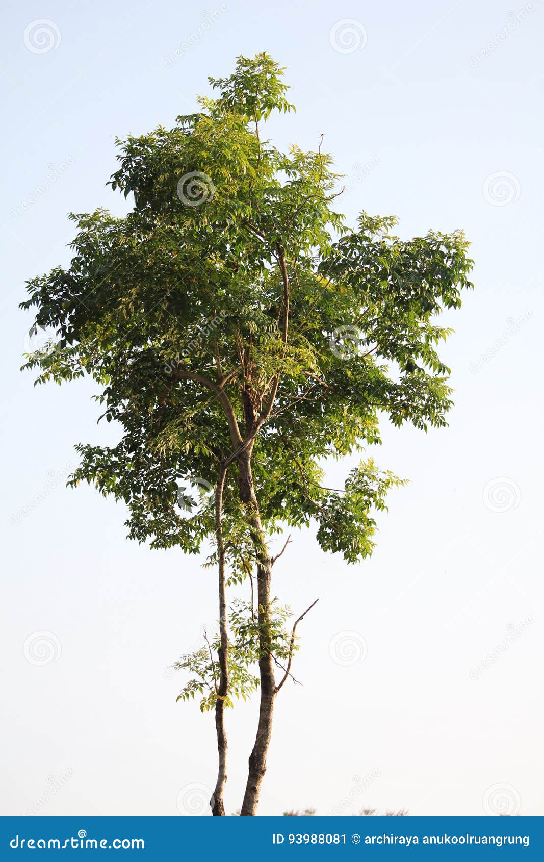 Tree in sky background stock image. Image of atmosphere - 93988081