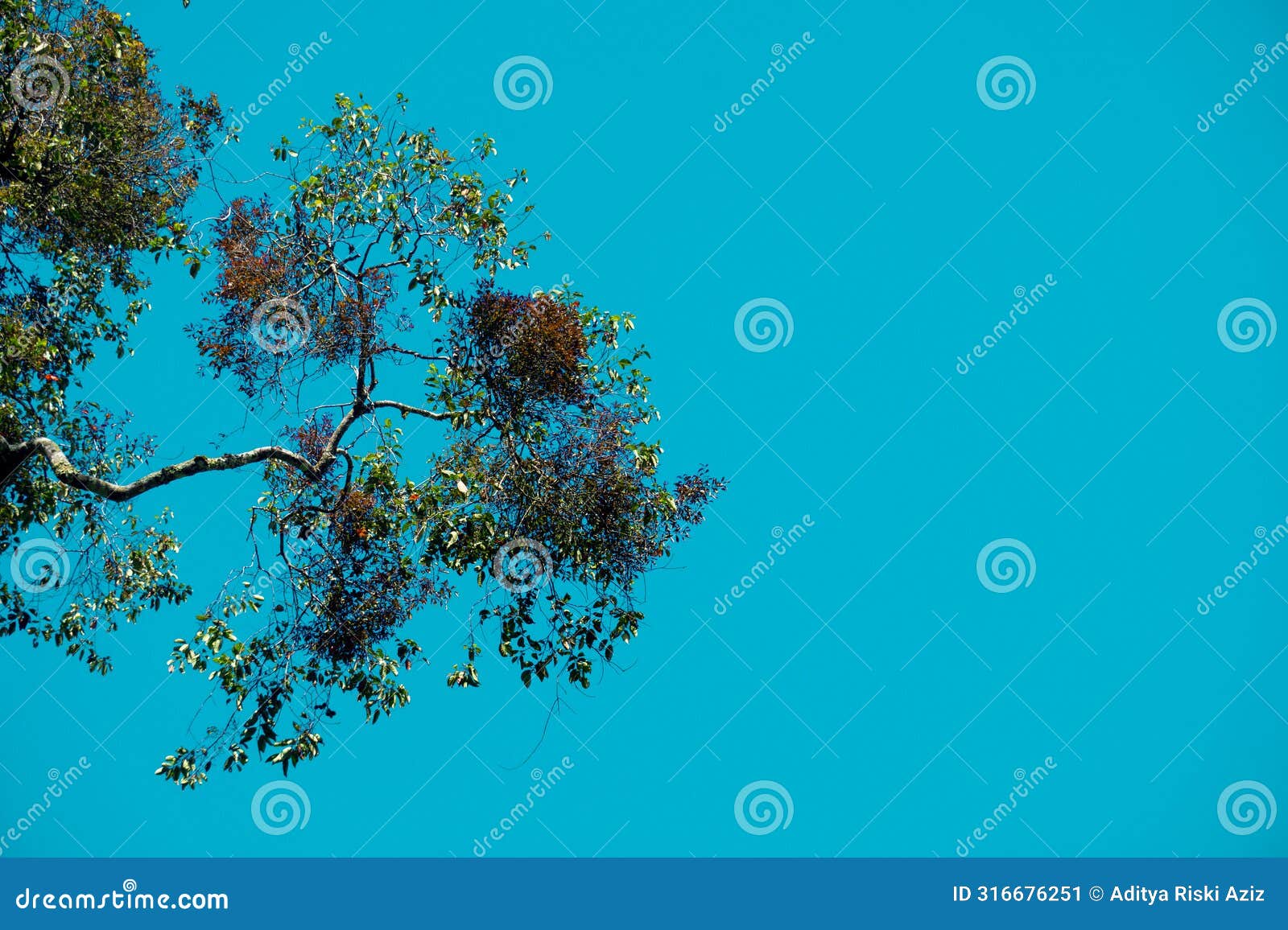 Tree with Sky Background. Templates for School Assignments, Work and ...